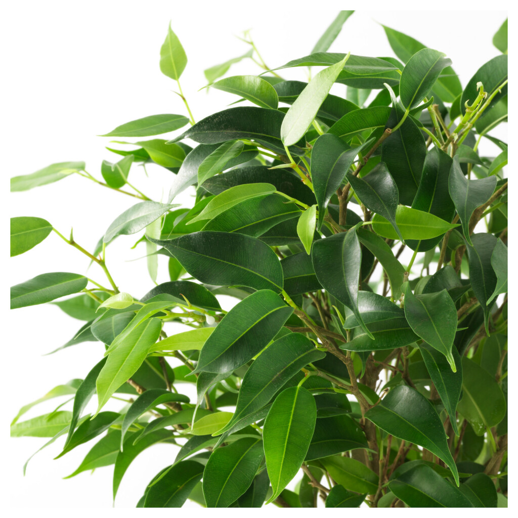 Купить Растение в горшке FICUS BENJAMINA 'NATASJA', Фикус Бенджамина ...