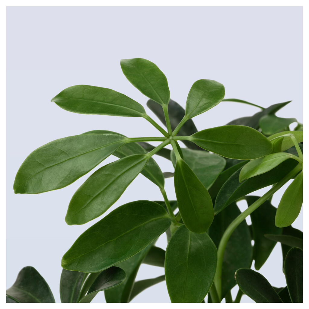 Купить Растение в горшке FICUS BENJAMINA 'NATASJA', Фикус Бенджамина ...