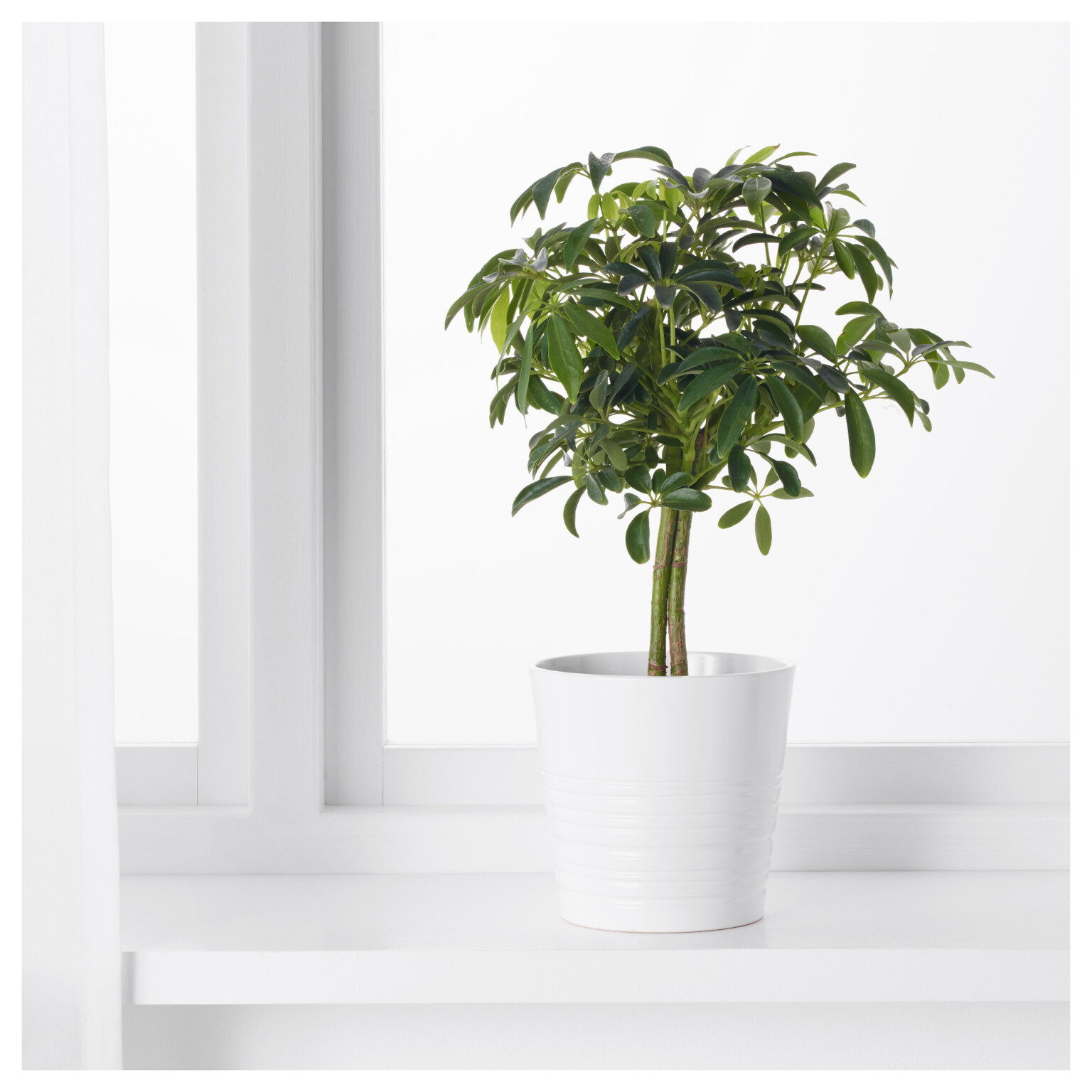 Купить Растение в горшке FICUS BENJAMINA 'NATASJA', Фикус Бенджамина ...